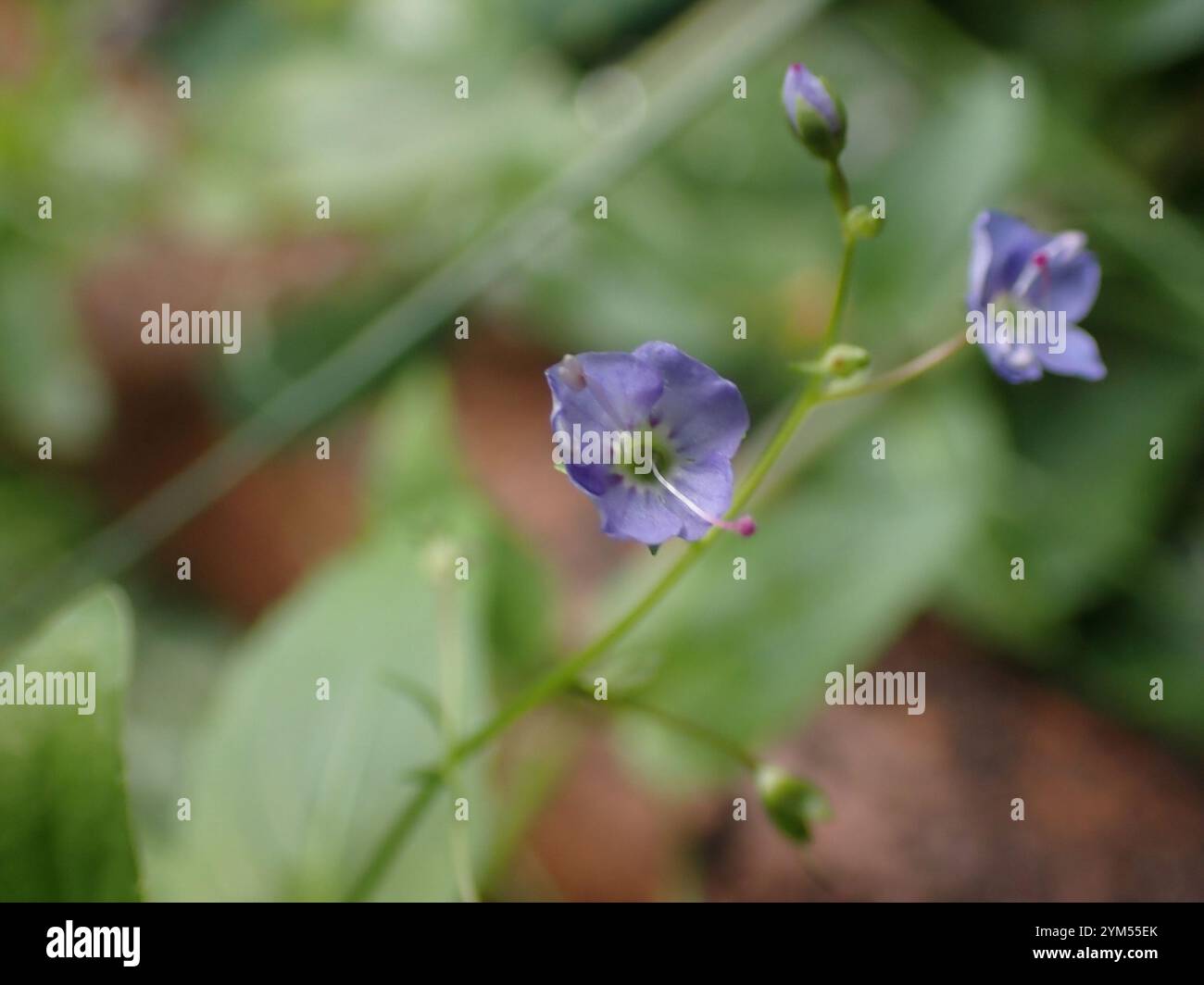 American brooklime (Veronica americana Stock Photo - Alamy