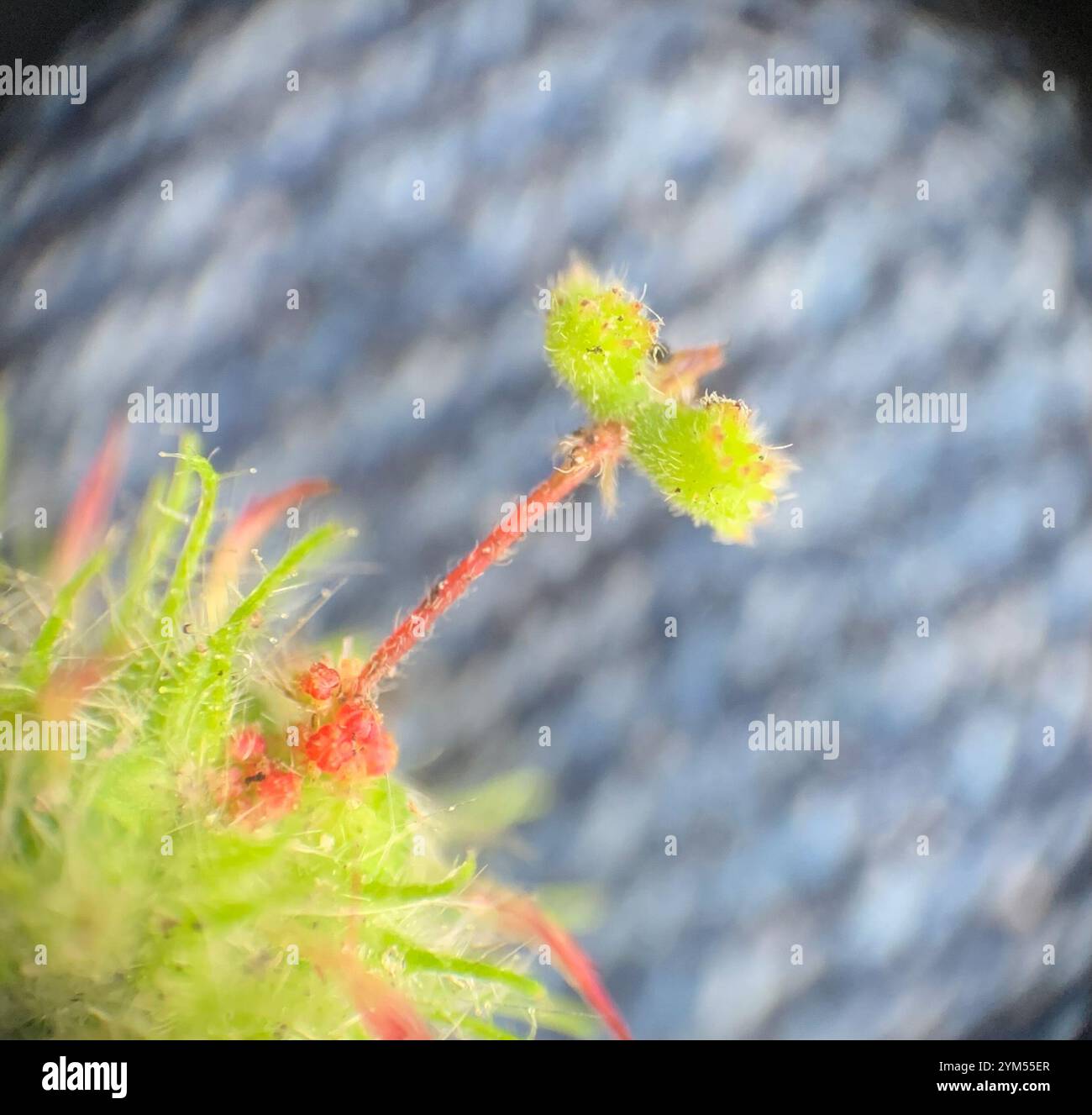 Field Copperleaf (Acalypha arvensis Stock Photo - Alamy
