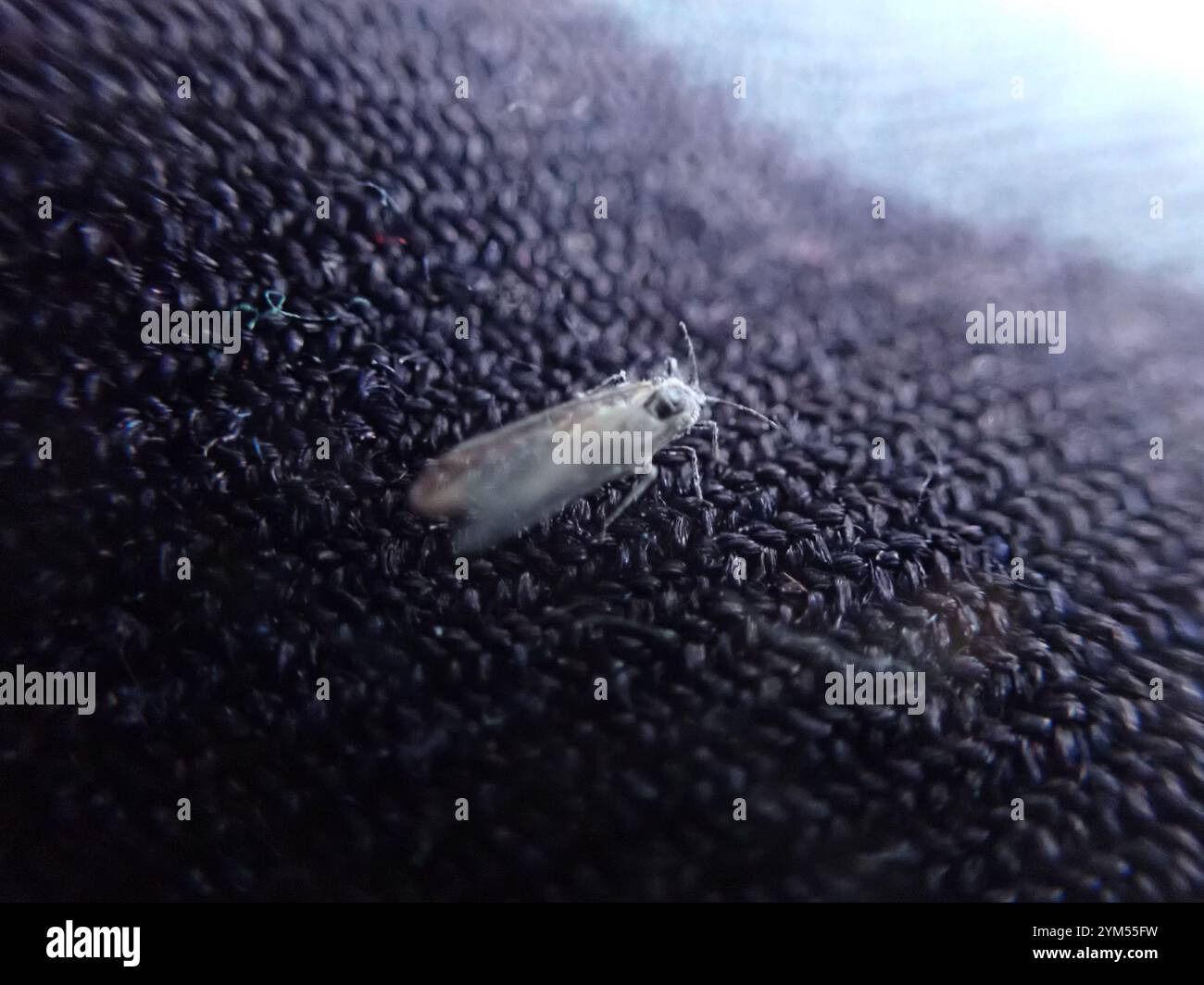 Woolly Aphids (Prociphilus Stock Photo - Alamy