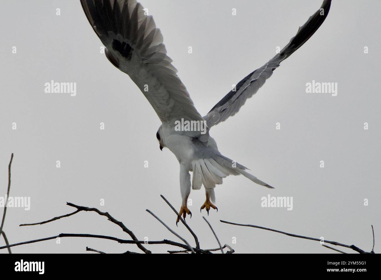 White-tailed Kite (Elanus leucurus Stock Photo - Alamy