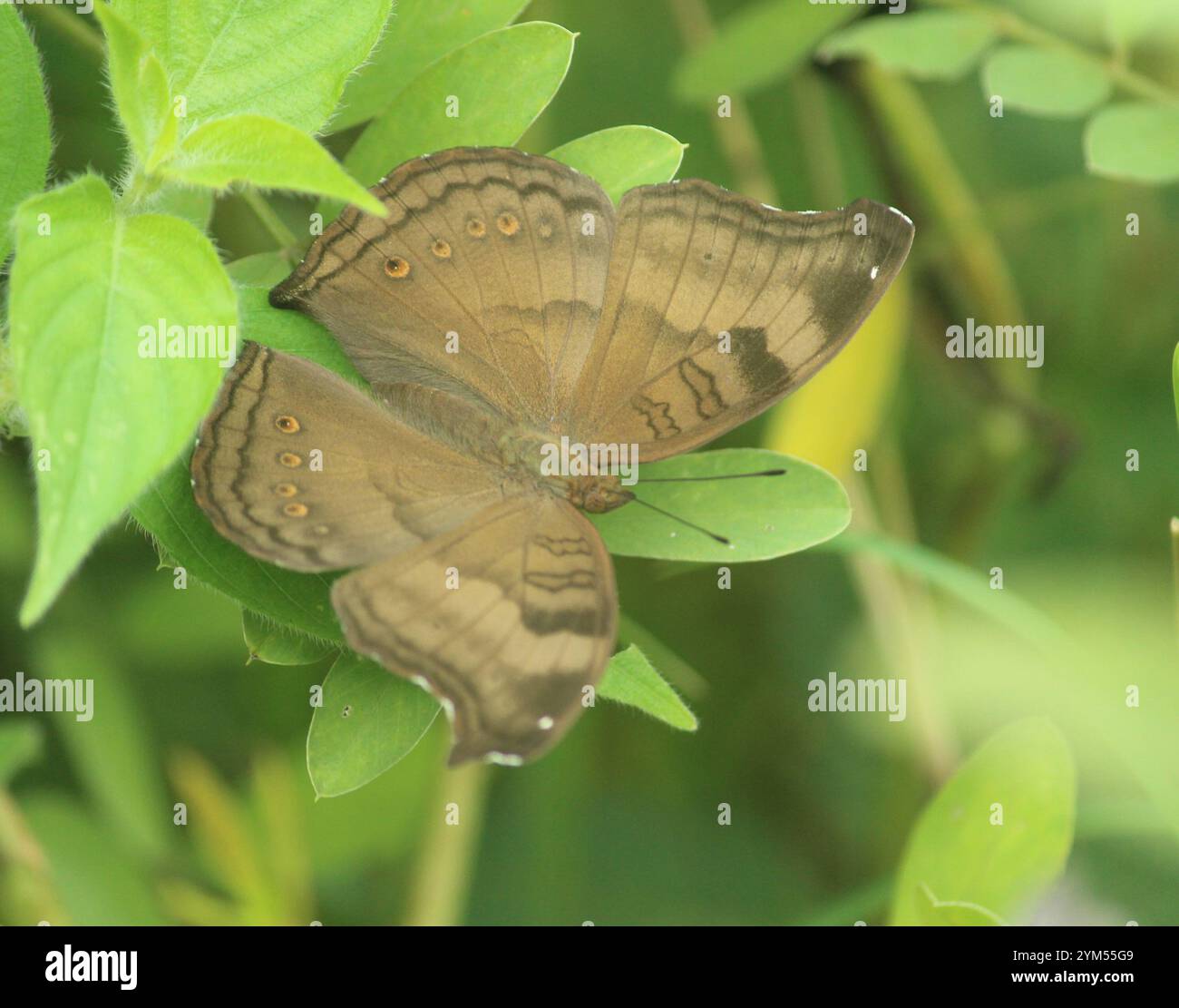 Chocolate Pansy (Junonia iphita Stock Photo - Alamy