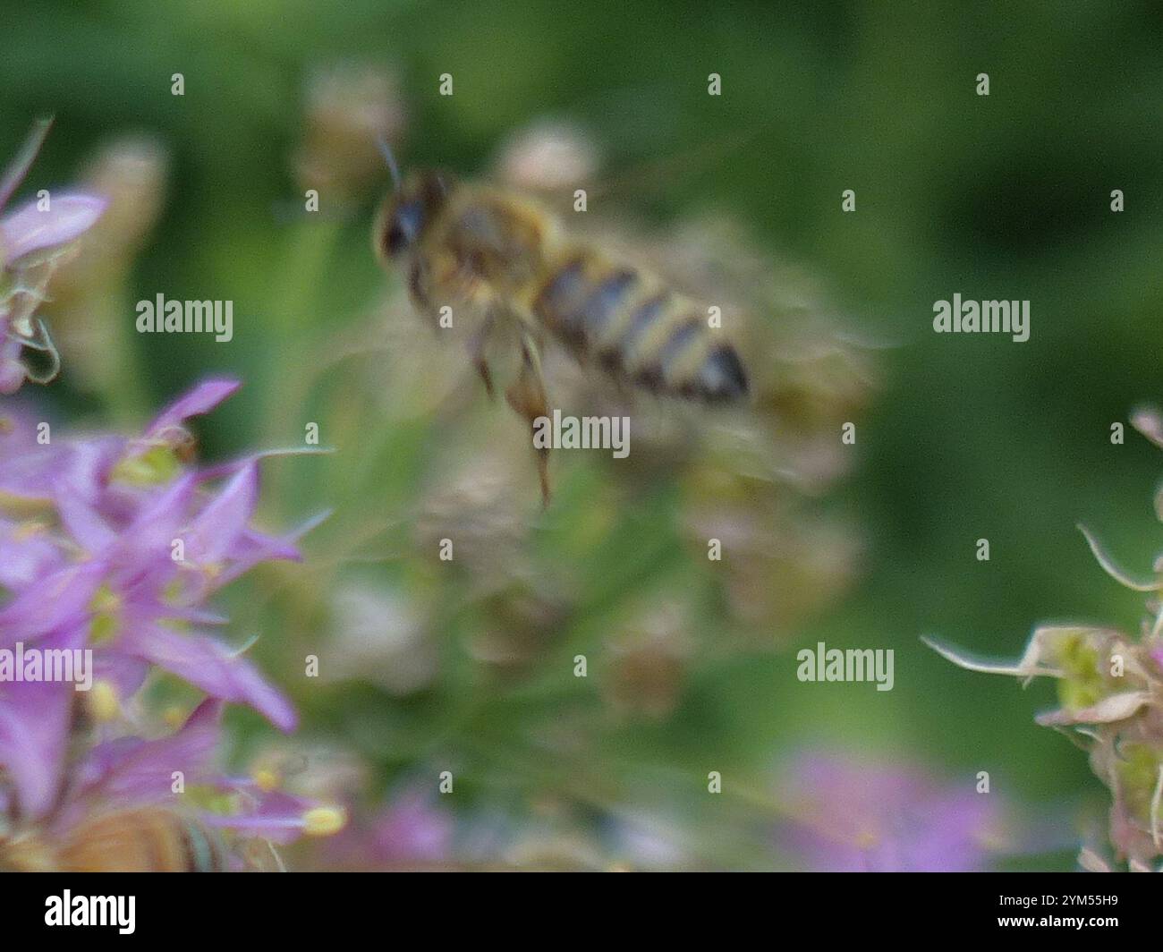Western Honey Bee (Apis mellifera Stock Photo - Alamy