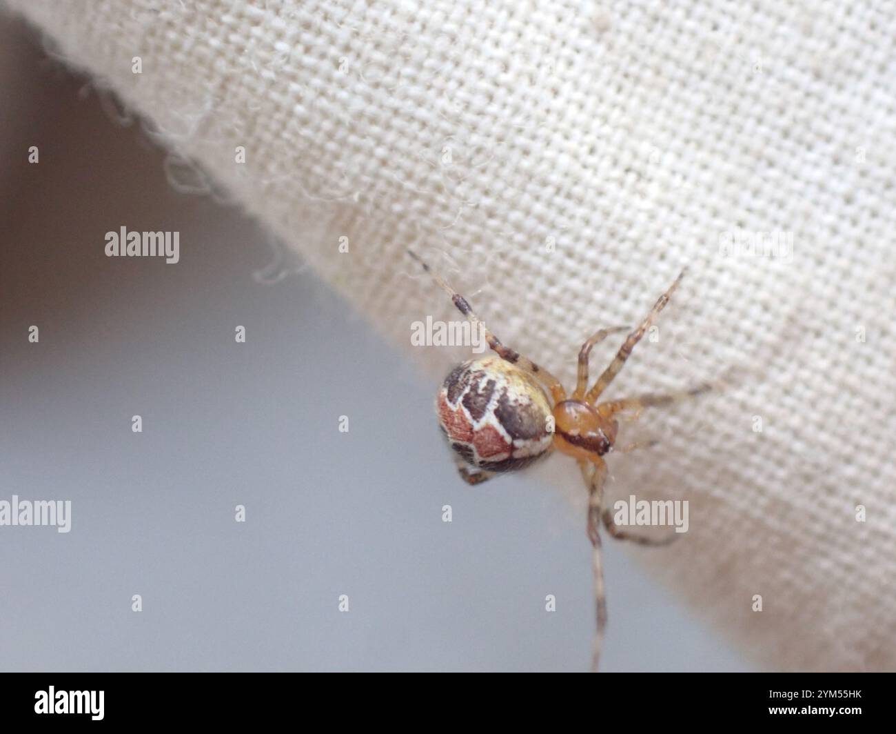 Comb-footed Spiders (Theridiidae Stock Photo - Alamy