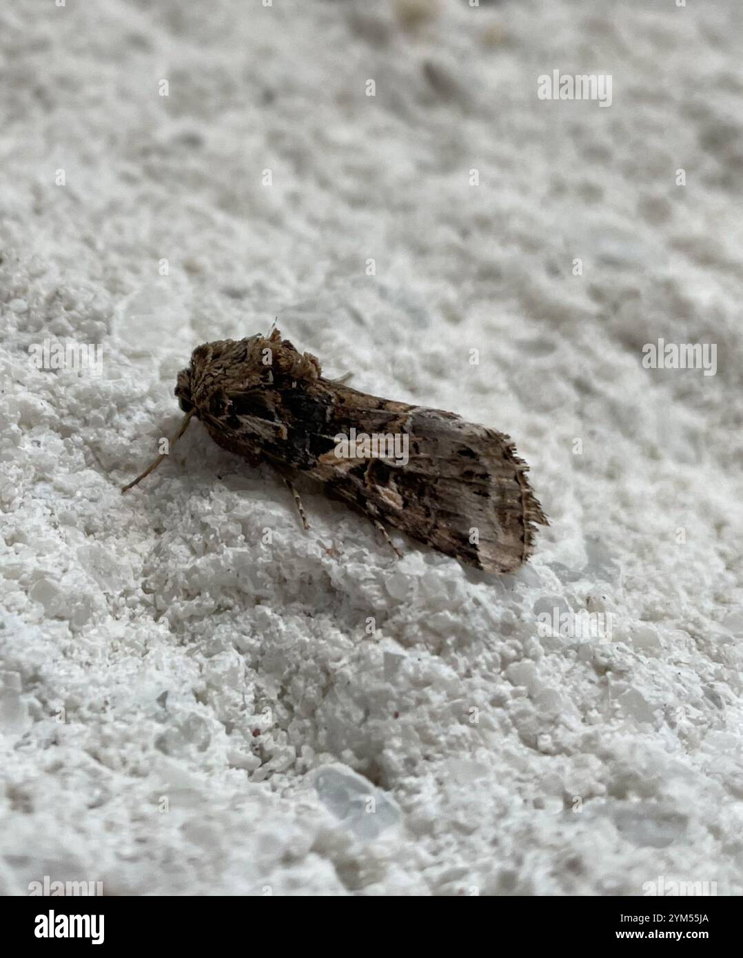 Fall Armyworm Moth (Spodoptera frugiperda Stock Photo - Alamy