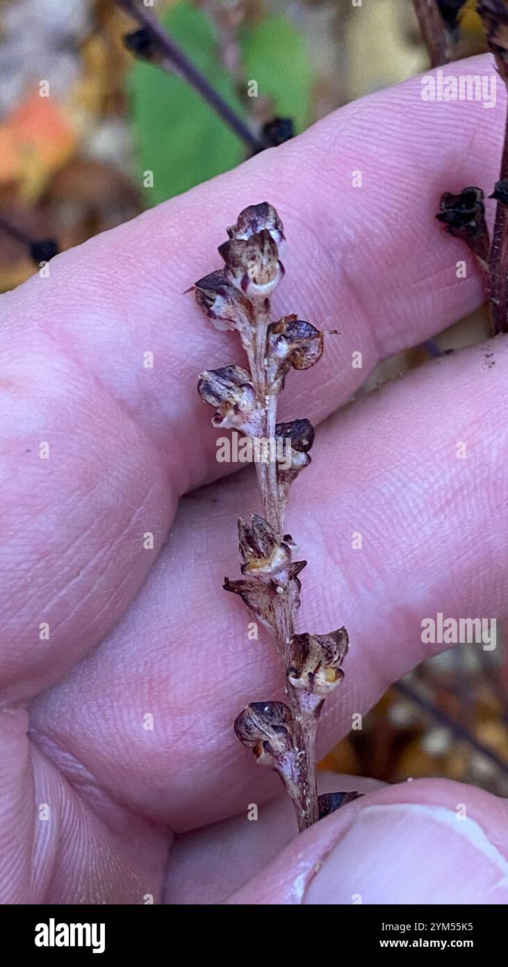 Beechdrops (Epifagus virginiana Stock Photo - Alamy