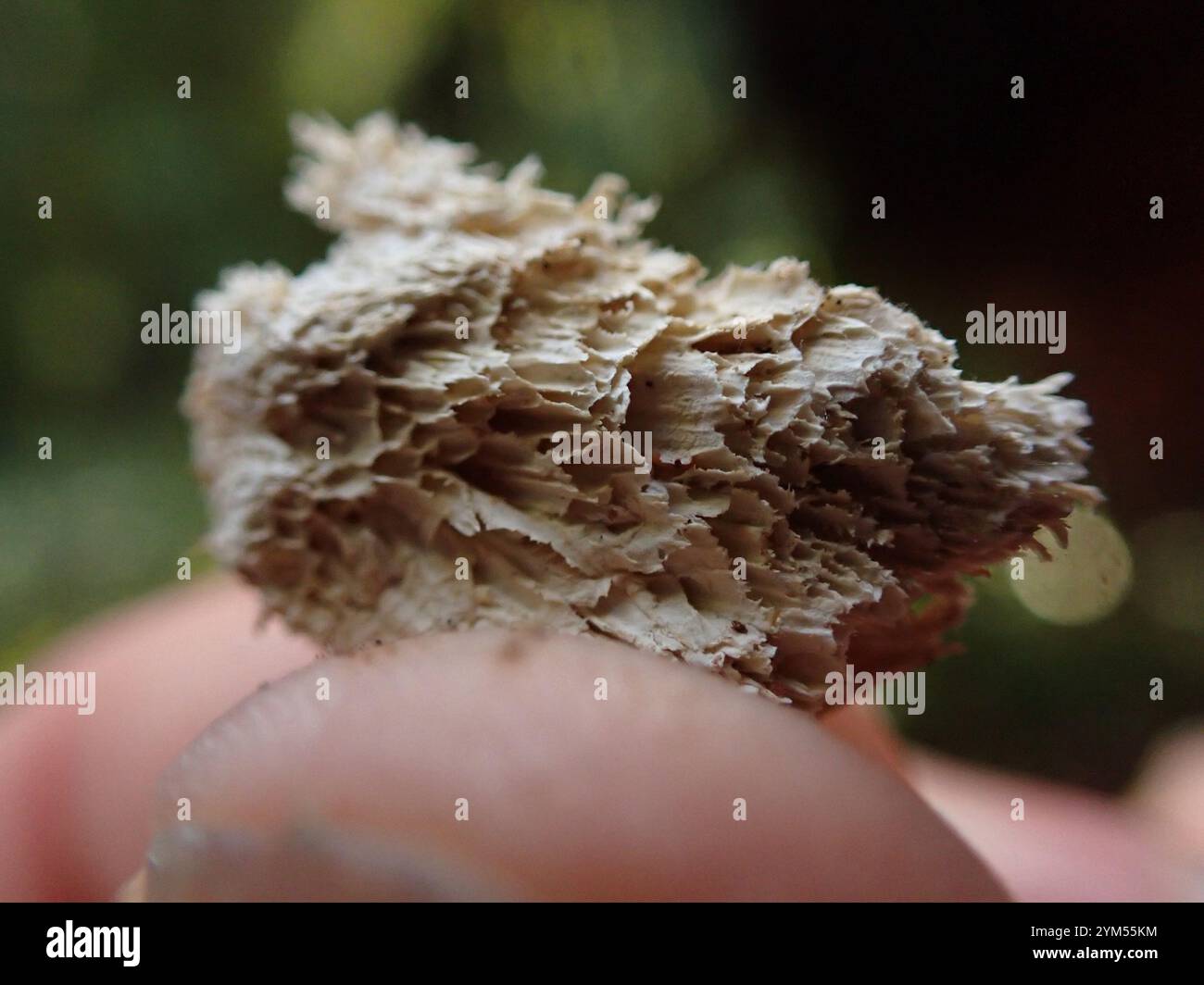 shelf fungi (Polyporales Stock Photo - Alamy