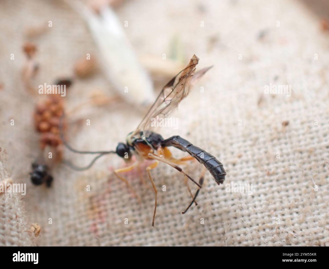 Ichneumonid Wasps (Ichneumonidae Stock Photo - Alamy