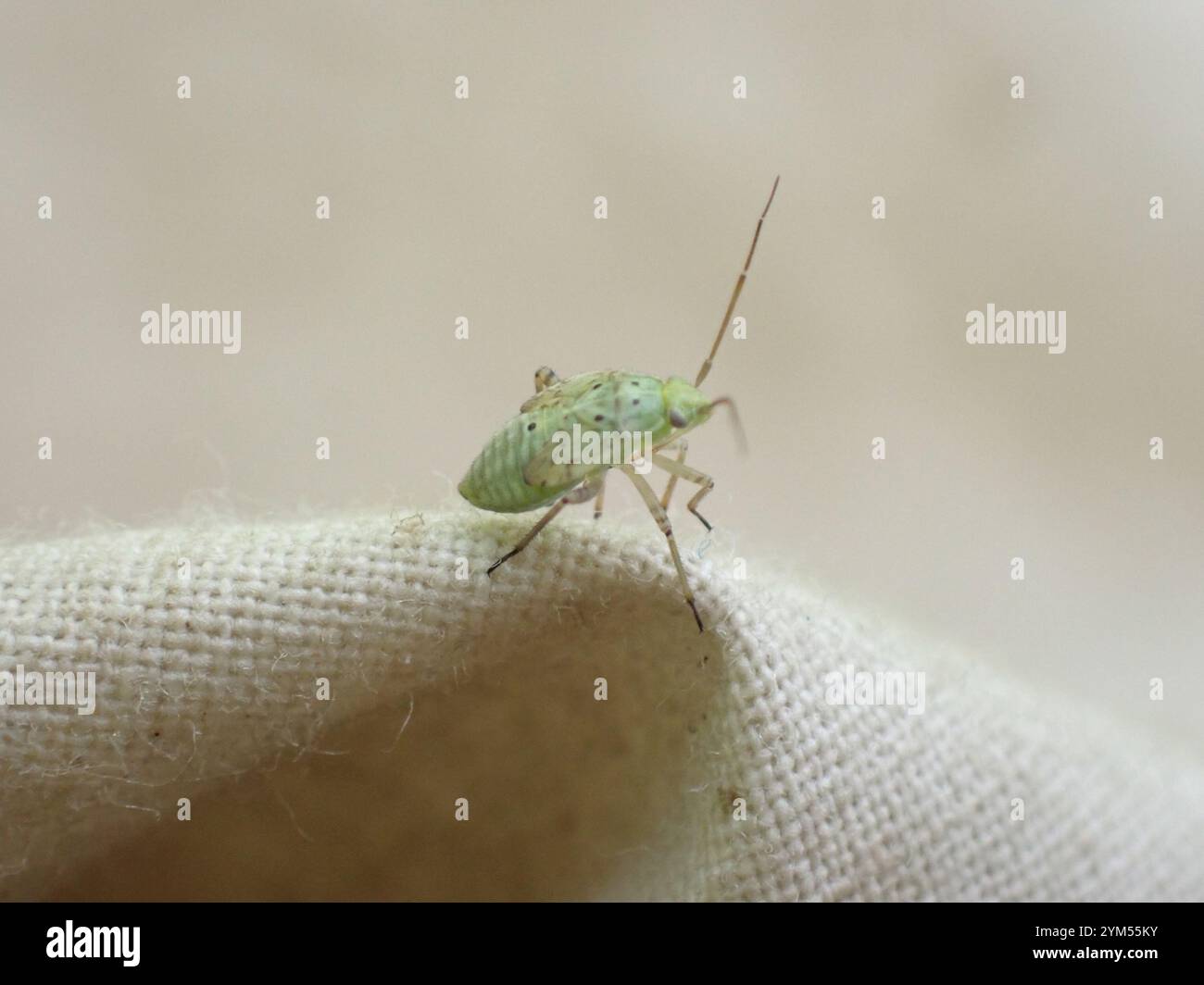 True Bugs (Heteroptera Stock Photo - Alamy