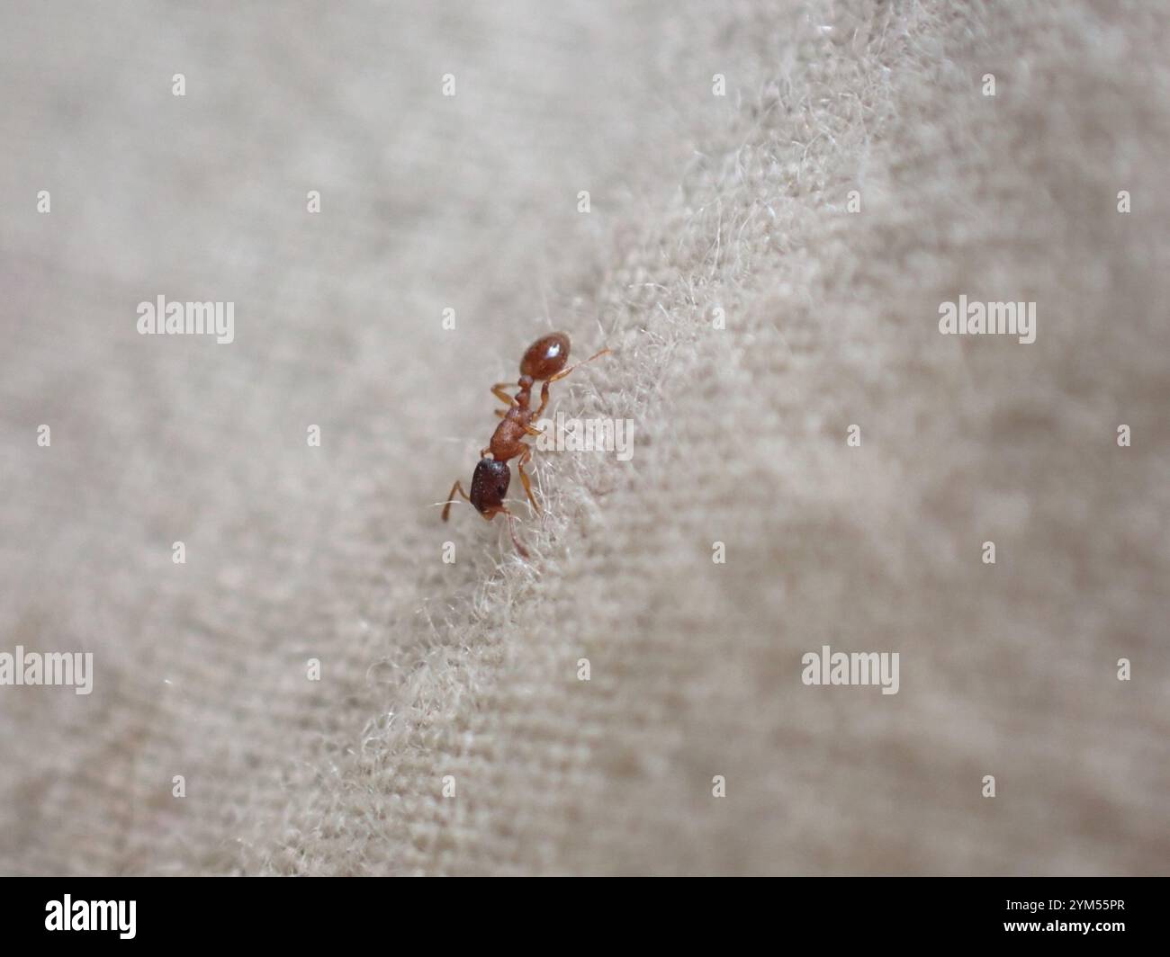 Acorn Ants and Allies (Temnothorax Stock Photo - Alamy