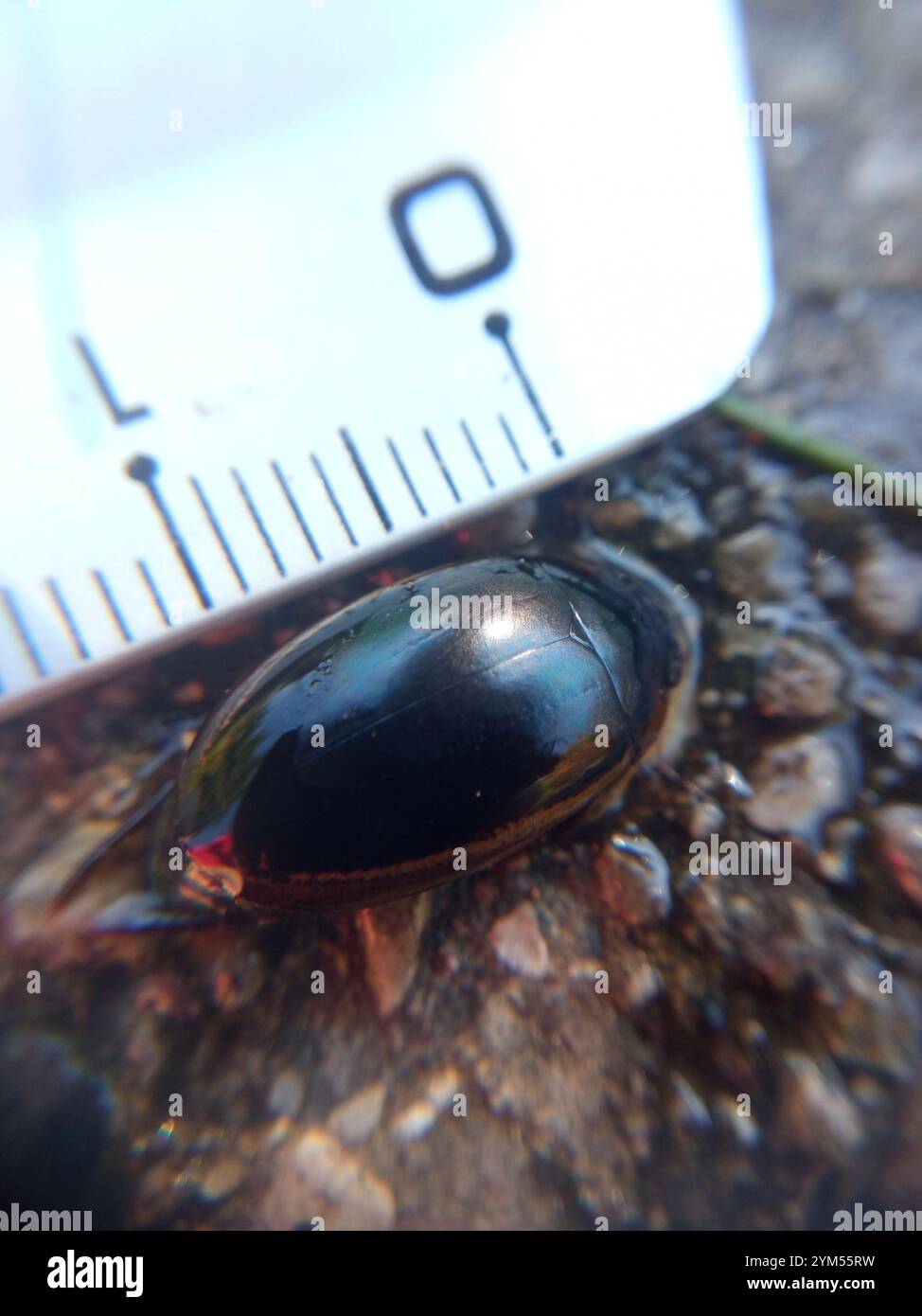 Hydaticus seminiger hi-res stock photography and images - Alamy