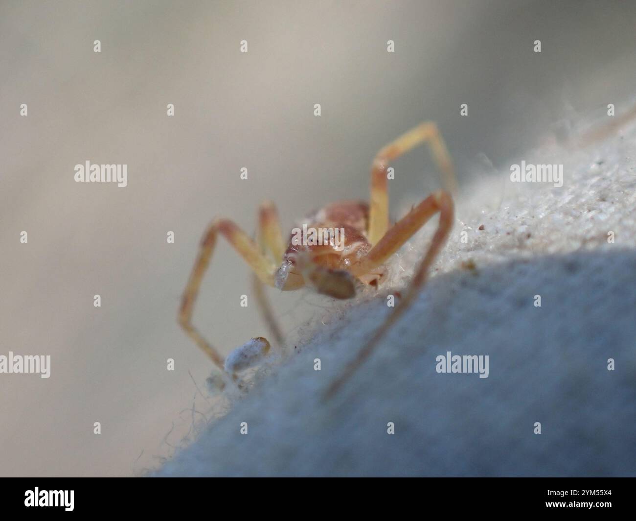 Running Crab Spiders (Philodromus Stock Photo - Alamy