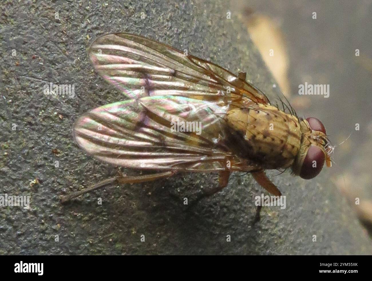 House Flies and Allies (Muscidae Stock Photo - Alamy