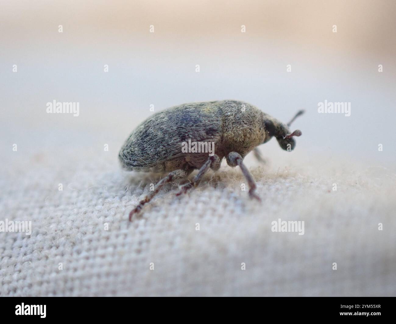 Lesser Knapweed Flower Weevil (Larinus minutus Stock Photo - Alamy