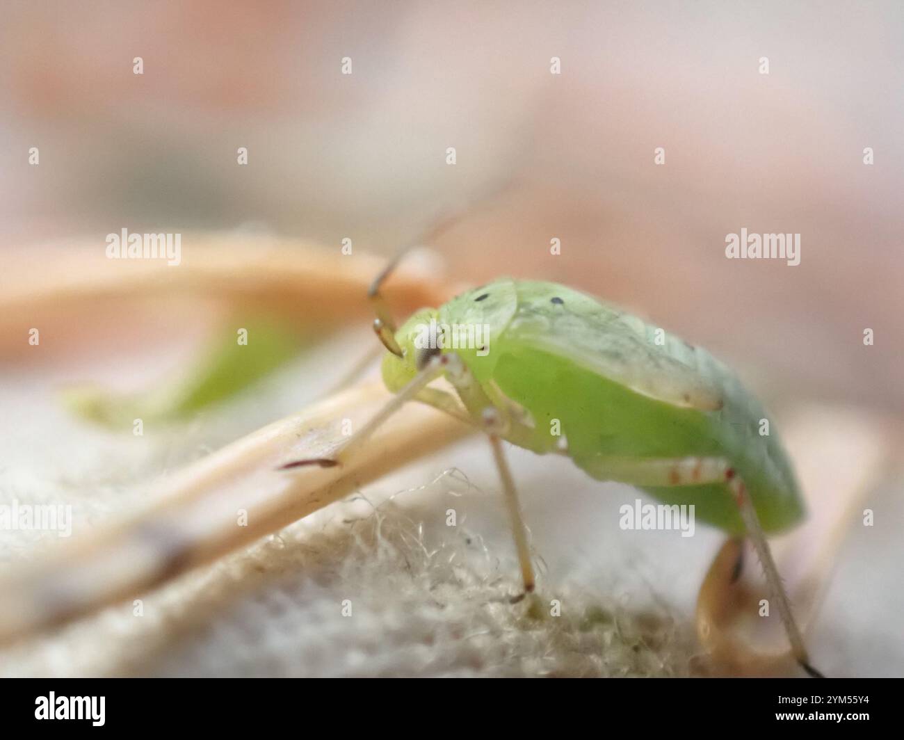 Lygus bugs hi-res stock photography and images - Alamy