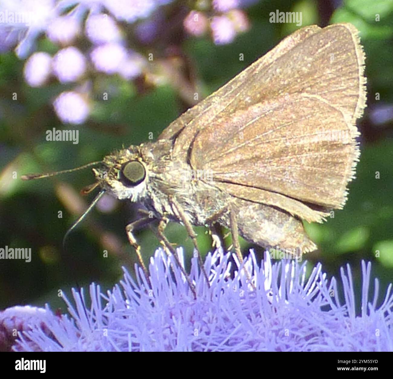 Dun Skipper (Euphyes vestris Stock Photo - Alamy