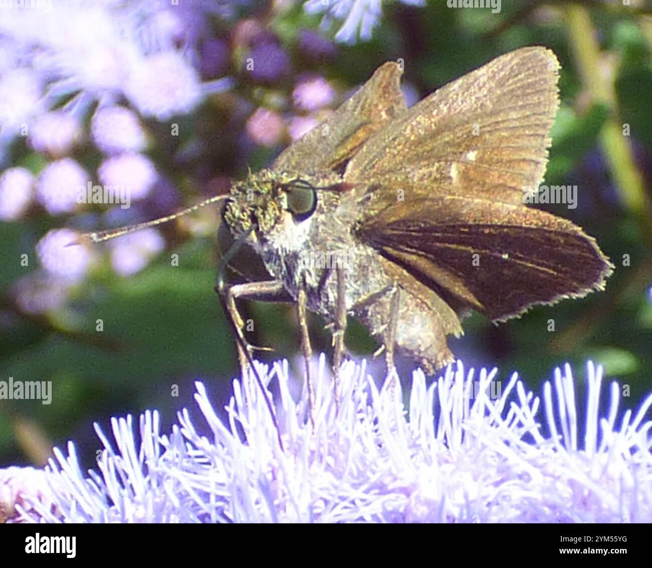Dun Skipper (Euphyes vestris Stock Photo - Alamy