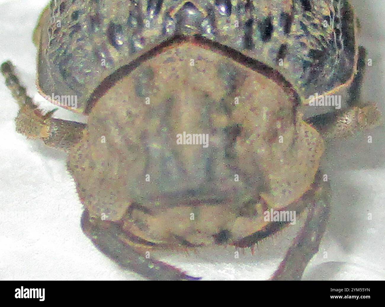 Carcass Beetles (Omorgus Stock Photo - Alamy