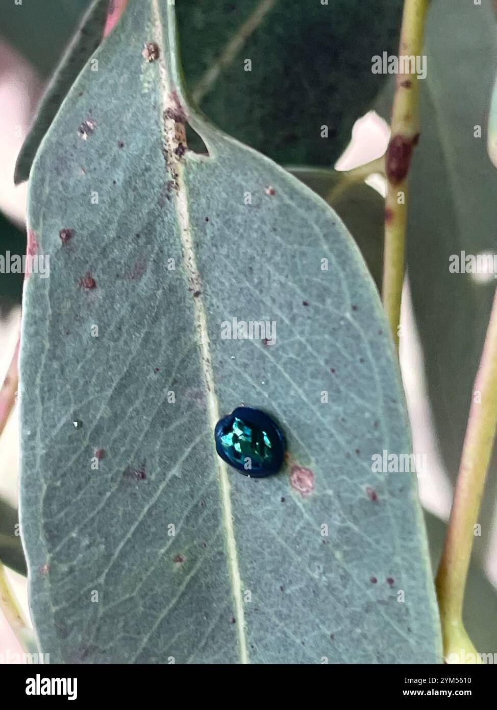 Steelblue lady beetle hi-res stock photography and images - Alamy