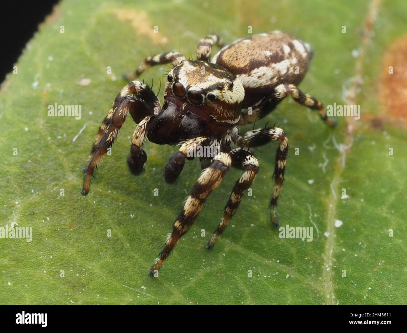 Peppered Jumping Spider (Pelegrina galathea Stock Photo - Alamy