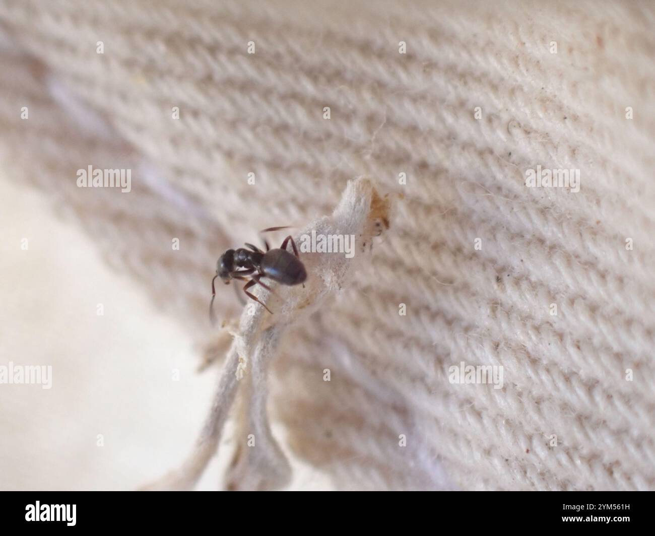 Odorous House Ant (Tapinoma sessile Stock Photo - Alamy