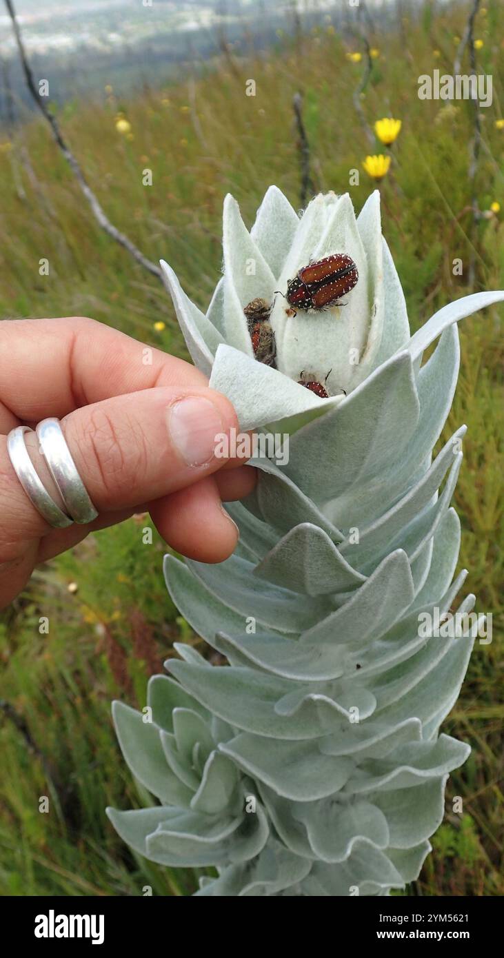 Cape Protea Chafer (Trichostetha capensis Stock Photo - Alamy
