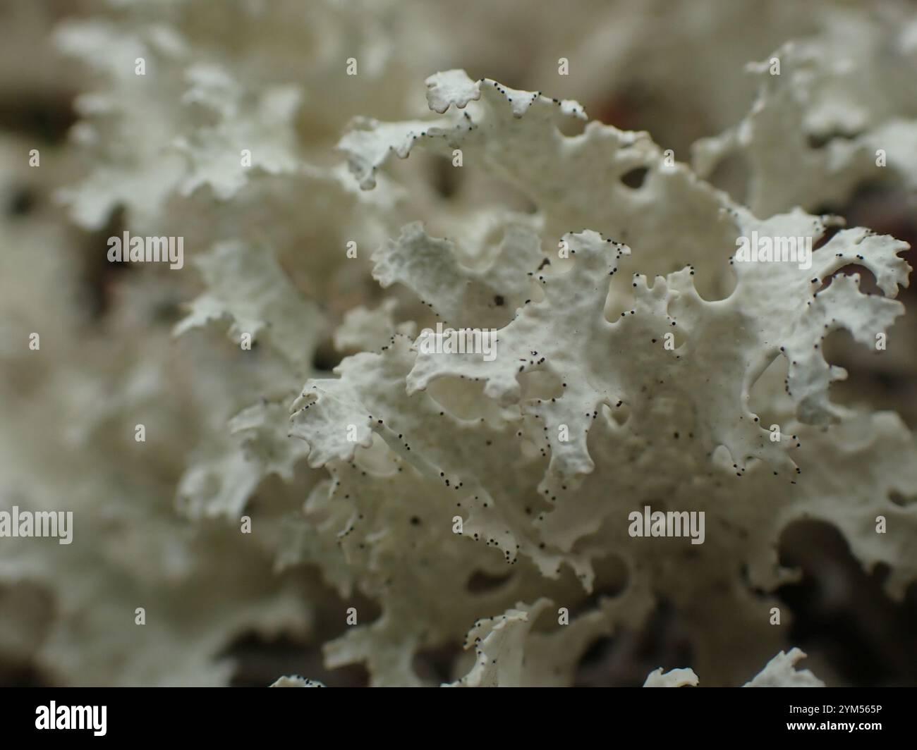 Snow Lichens (Flavocetraria Stock Photo - Alamy