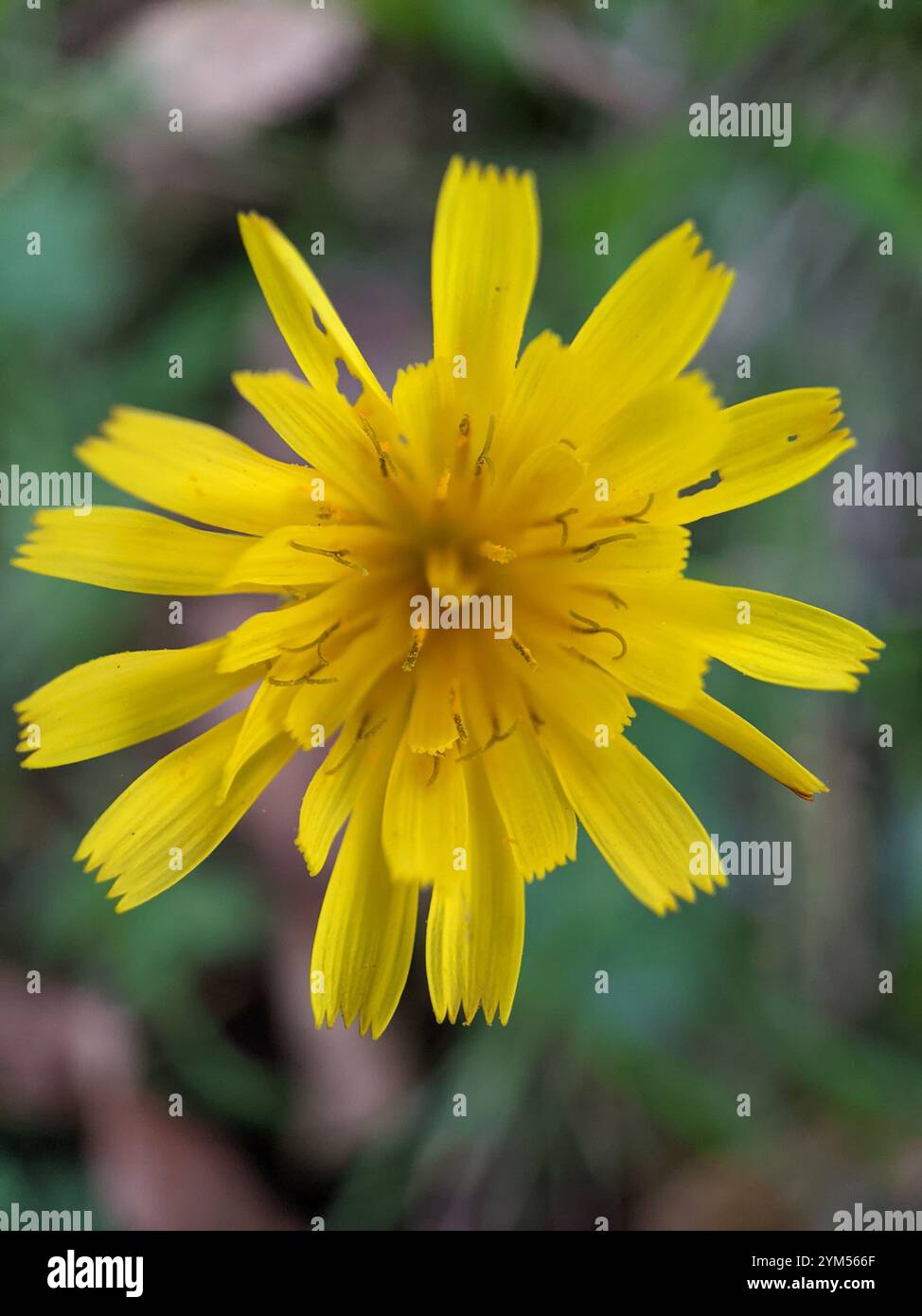 Autumn Hawkbit (Scorzoneroides autumnalis Stock Photo - Alamy