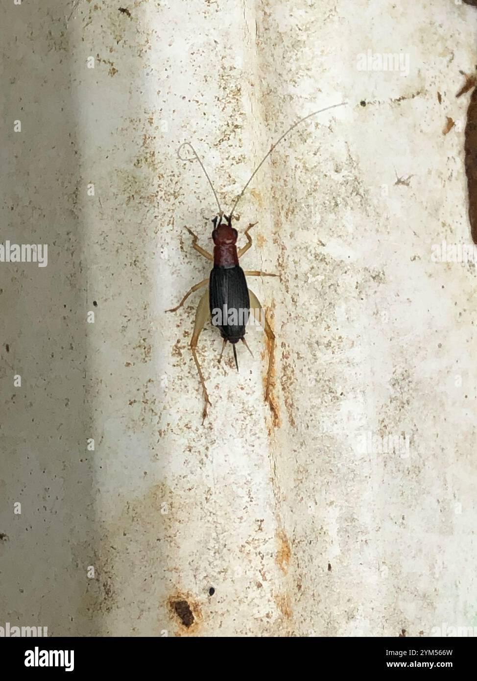 Red-headed Bush Cricket (Phyllopalpus pulchellus Stock Photo - Alamy