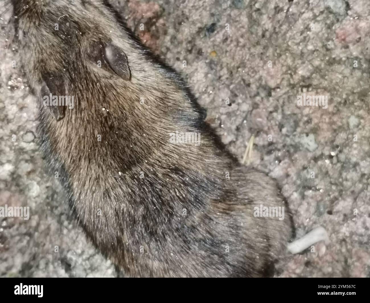 House Mouse (Mus musculus Stock Photo - Alamy