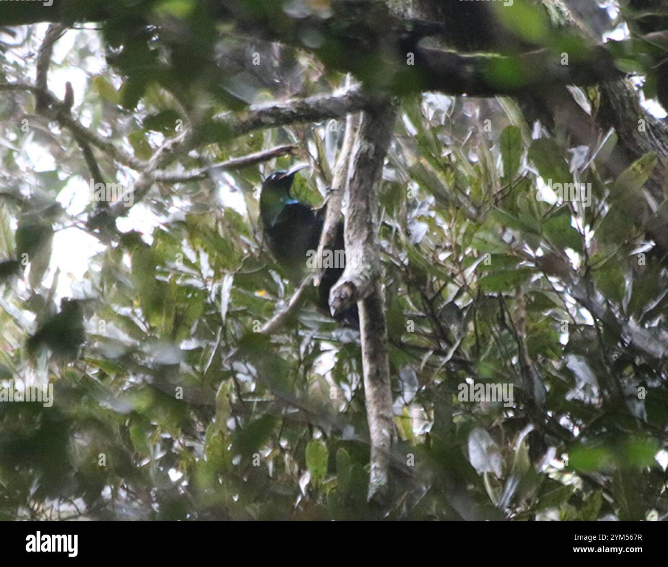 Paradise Riflebird (Ptiloris paradiseus Stock Photo - Alamy