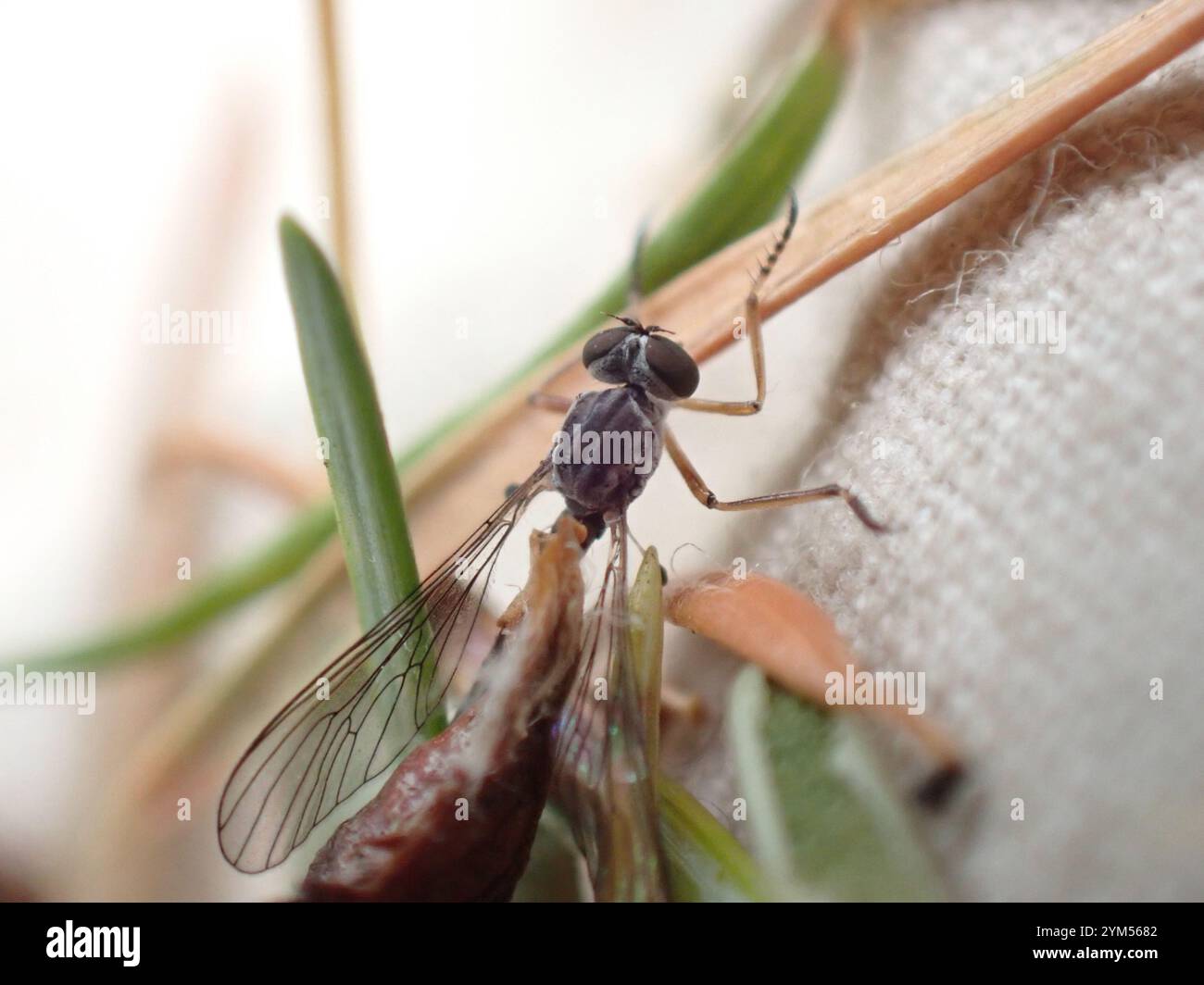 Slender Robberflies (Leptogaster Stock Photo - Alamy