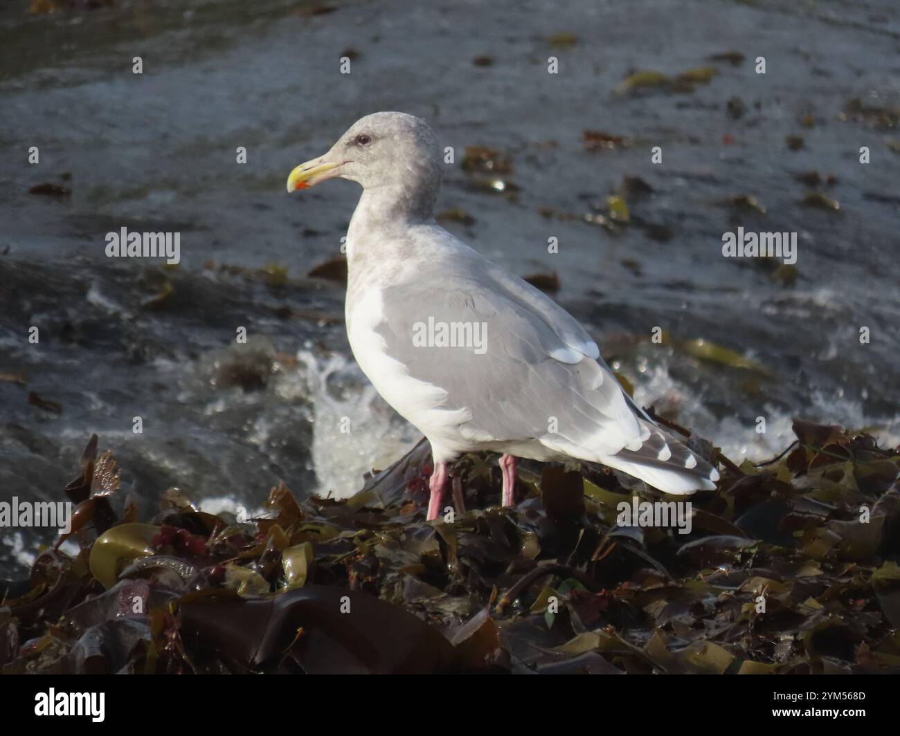 Olympic gull hi-res stock photography and images - Alamy