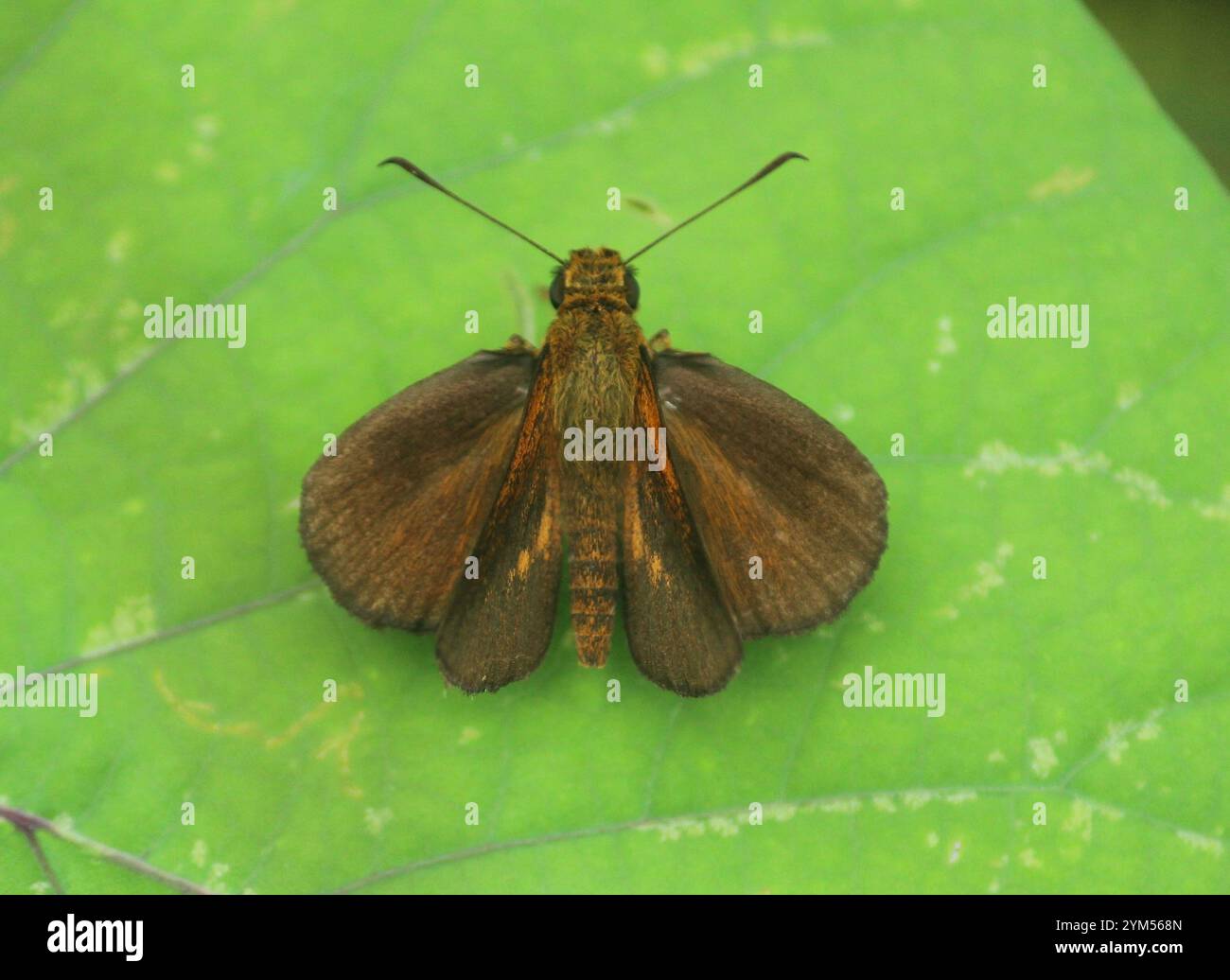 Chestnut Bob (Iambrix salsala Stock Photo - Alamy