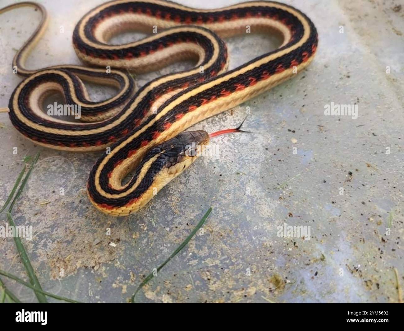 Valley Garter Snake (Thamnophis sirtalis fitchi Stock Photo - Alamy