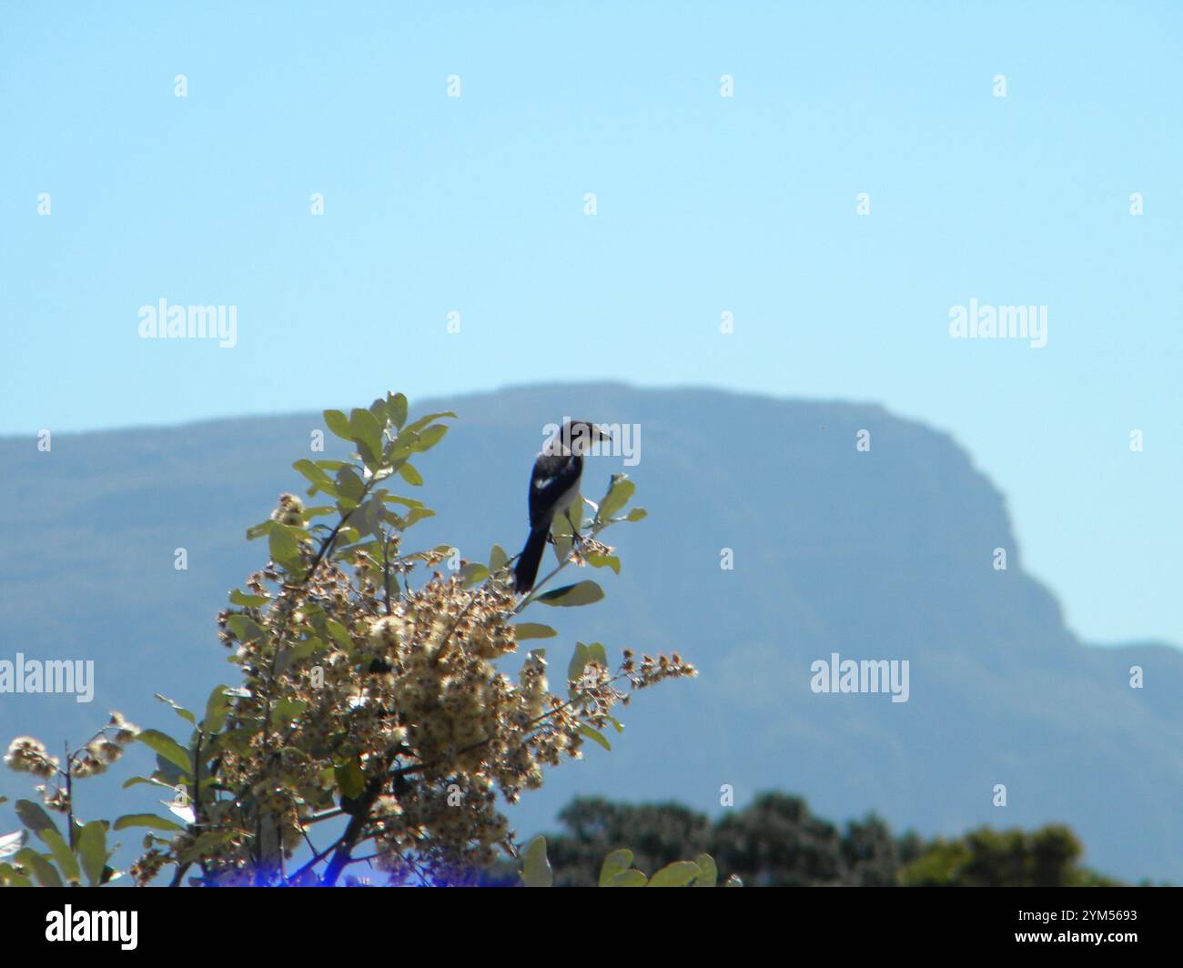 Cape Southern Fiscal (Lanius collaris collaris Stock Photo - Alamy