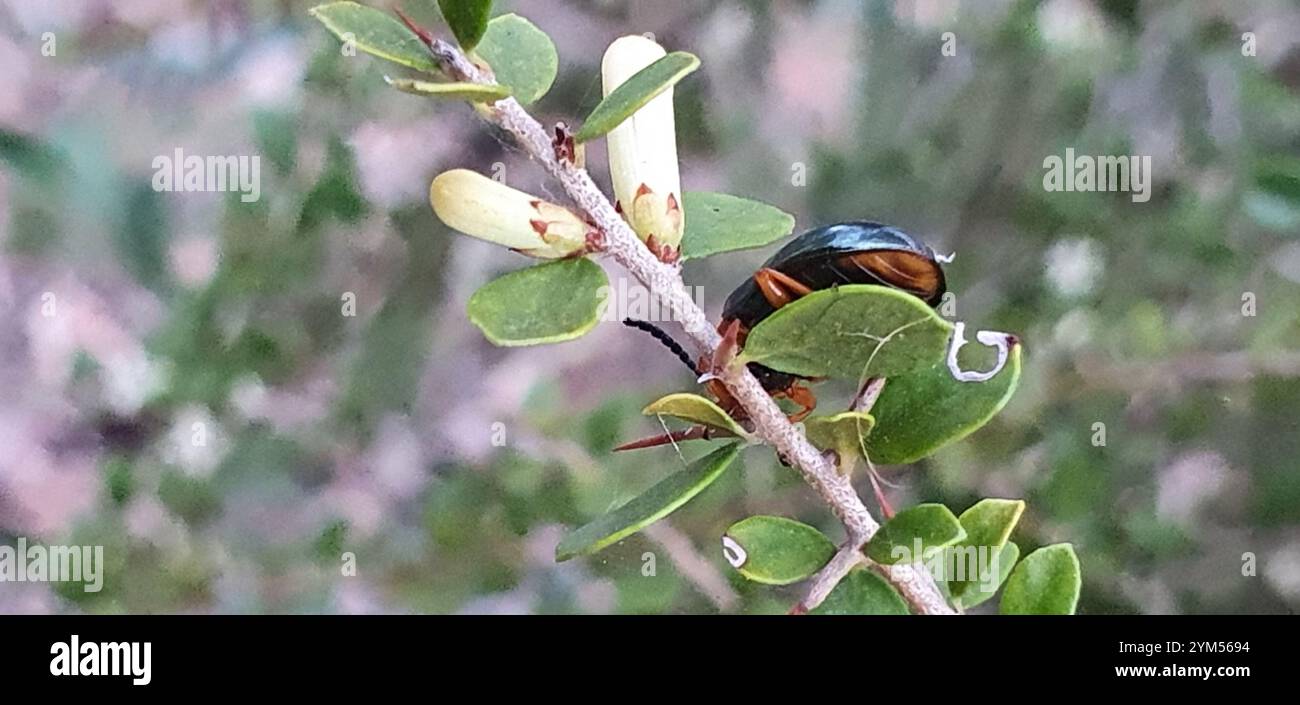 Acacia beetle hi-res stock photography and images - Alamy