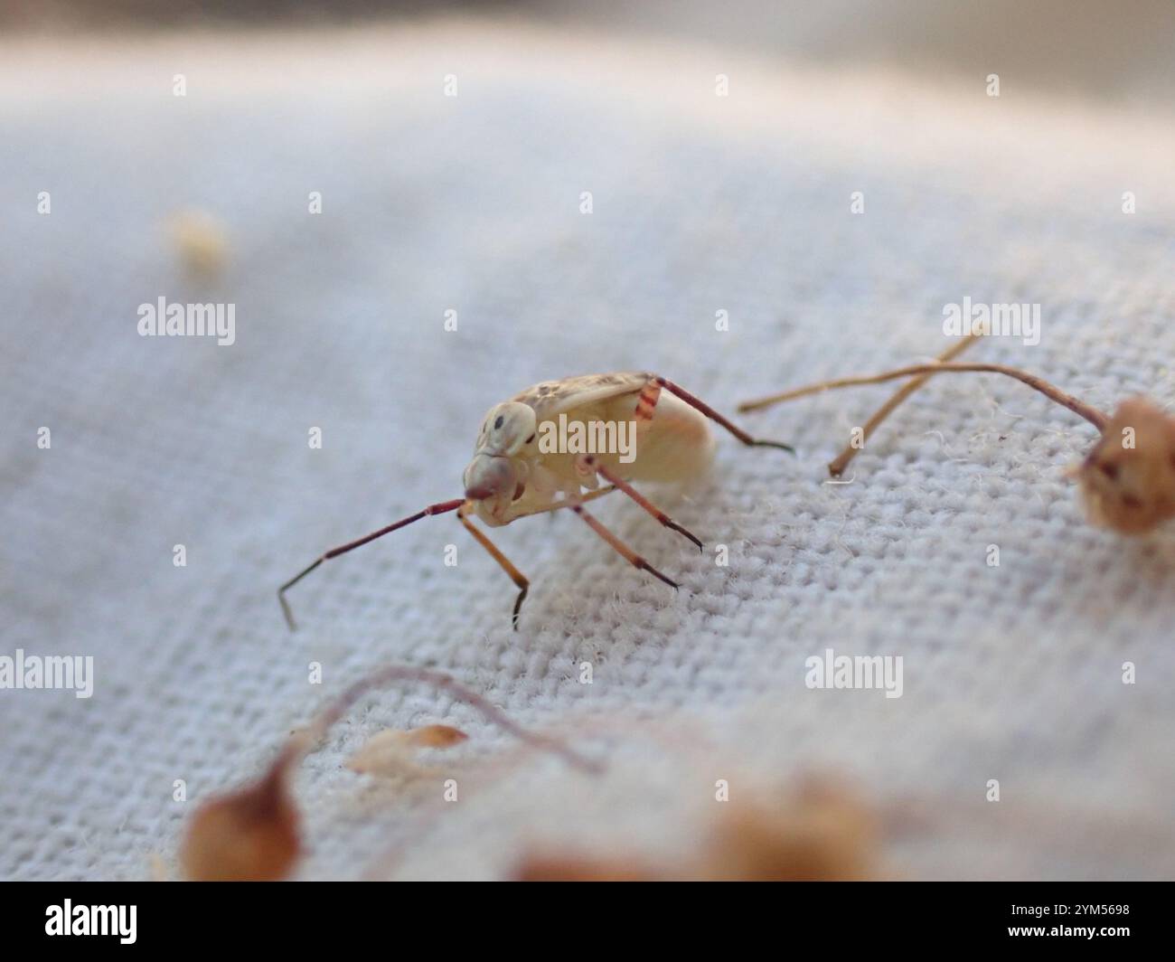True Bugs (Heteroptera Stock Photo - Alamy