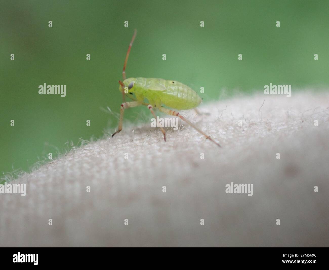 True Bugs (Heteroptera Stock Photo - Alamy