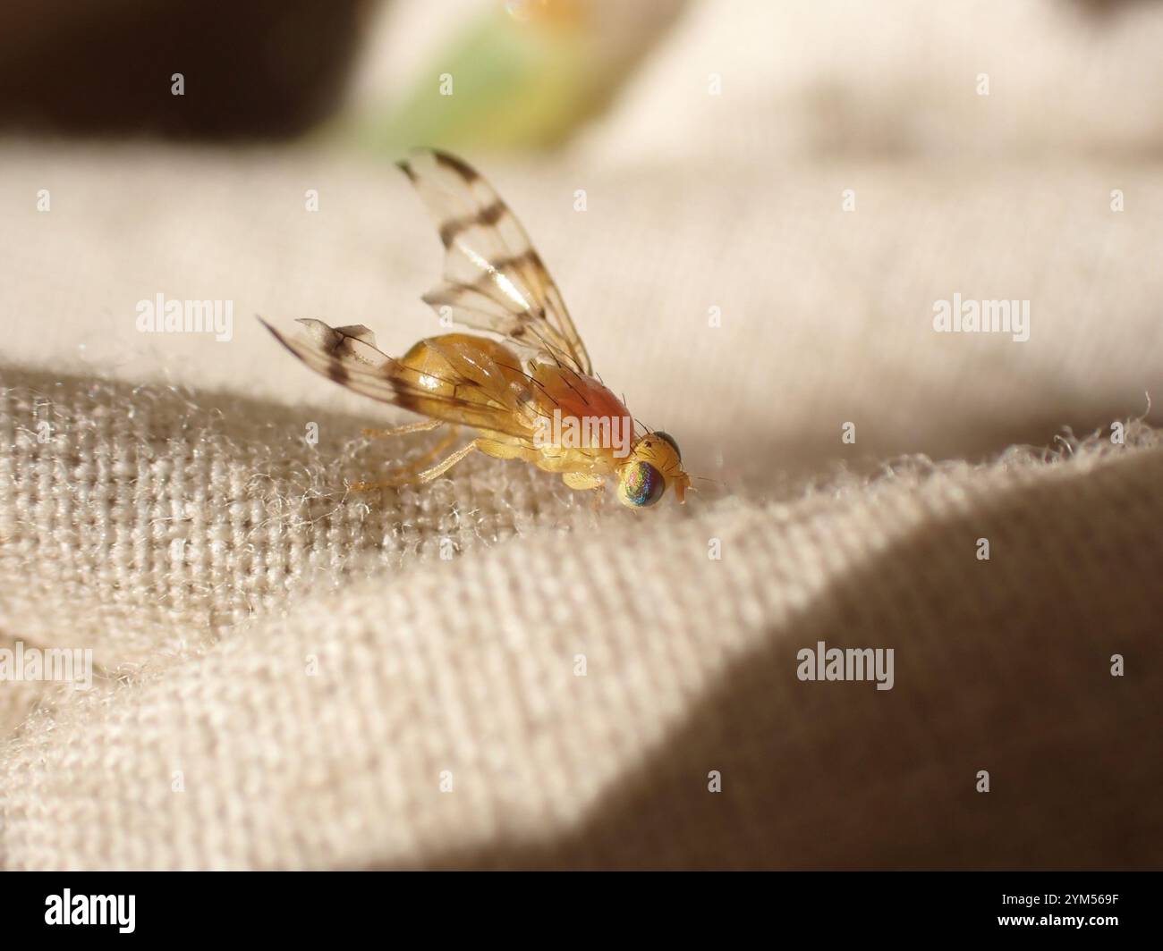 Trypeta hi-res stock photography and images - Alamy