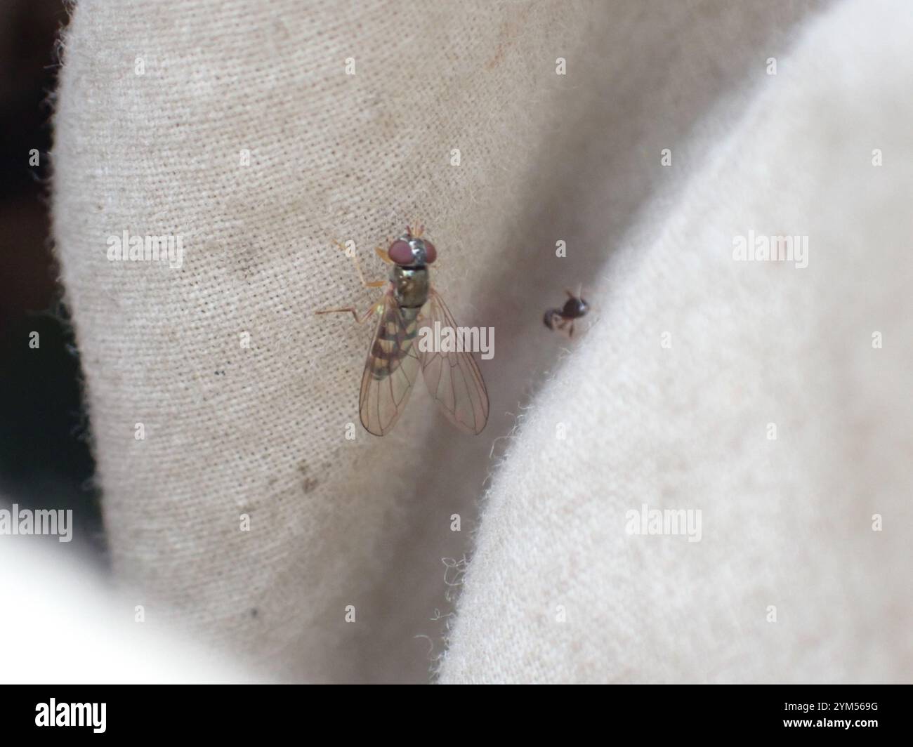 Variable Duskyface Fly (Melanostoma mellinum Stock Photo - Alamy
