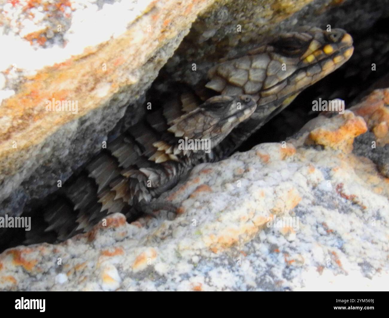 Armadillo girdled lizard hi-res stock photography and images - Alamy