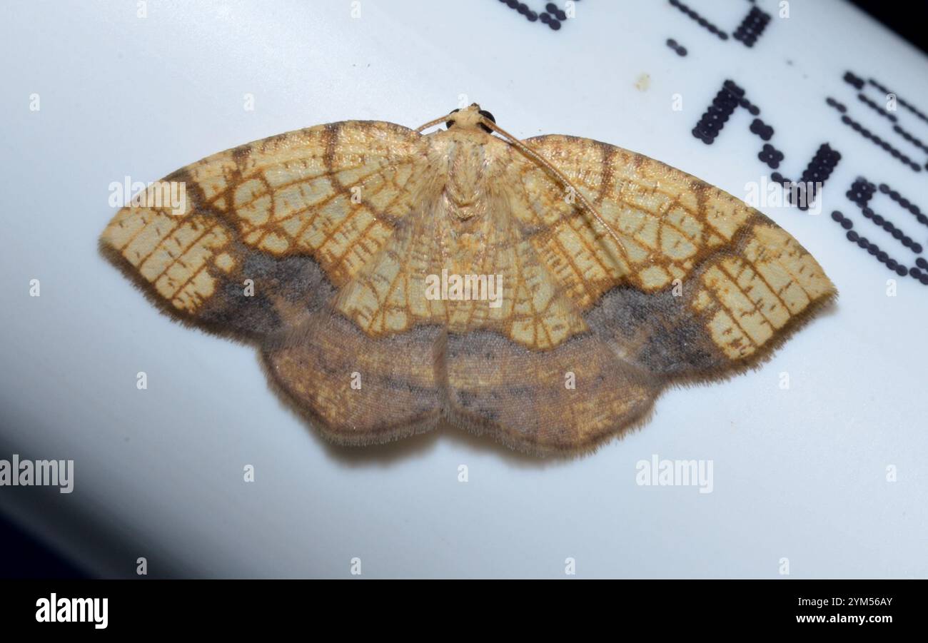 Horned Spanworm Moth (Nematocampa resistaria Stock Photo - Alamy
