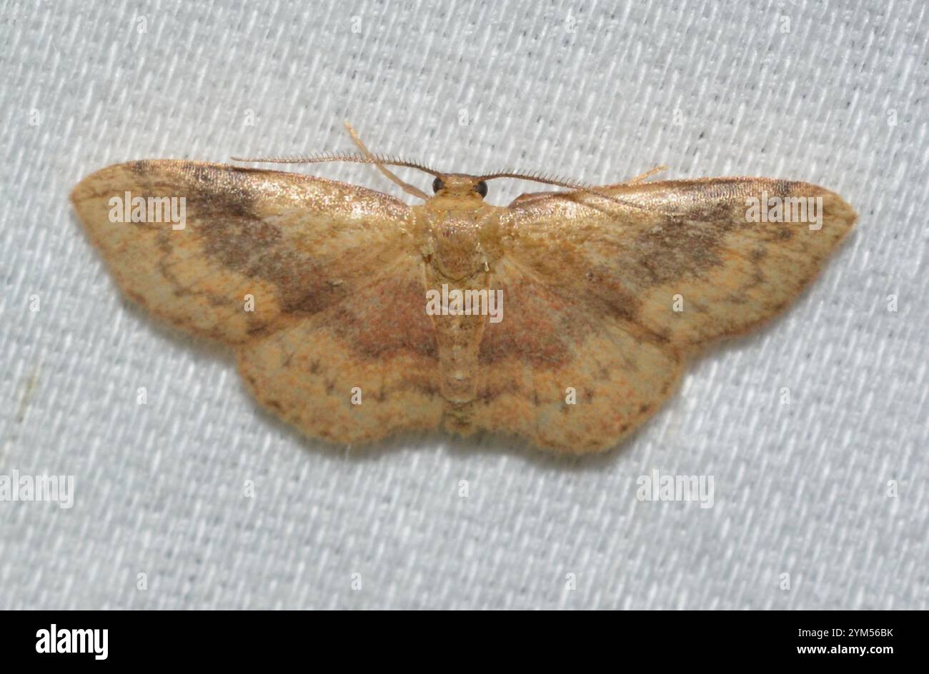 Dark-ribboned Wave Moth (Leptostales rubromarginaria Stock Photo - Alamy