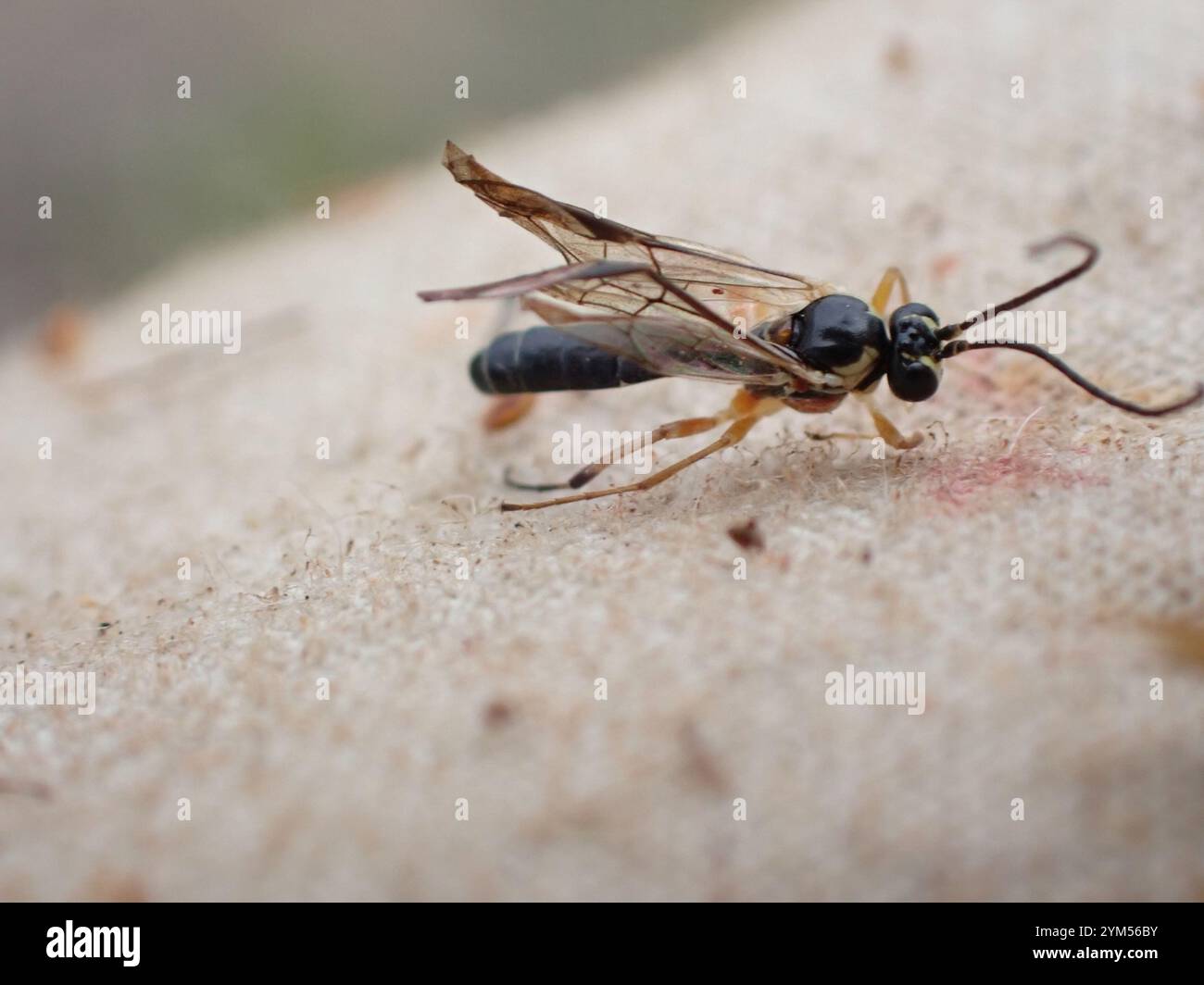 Ichneumonid Wasps (Ichneumonidae Stock Photo - Alamy