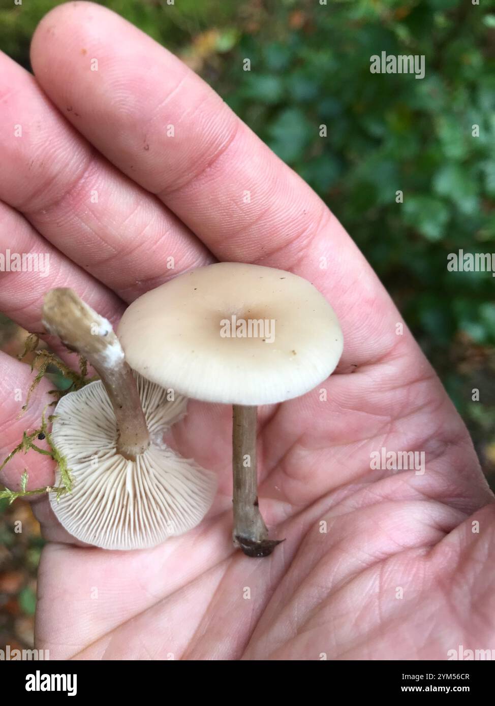Fragrant Funnel (Clitocybe fragrans Stock Photo - Alamy