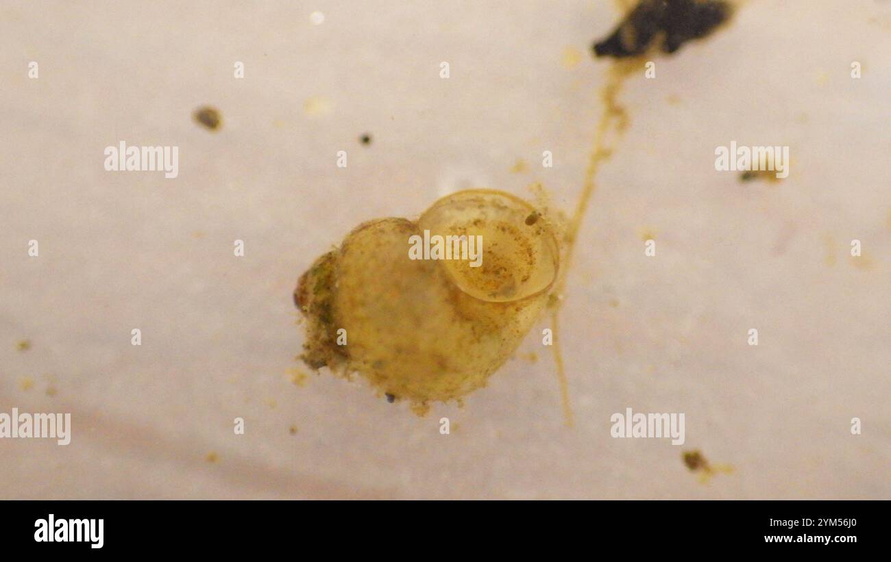 Hydrobiid Mud Snails (Hydrobiidae Stock Photo - Alamy
