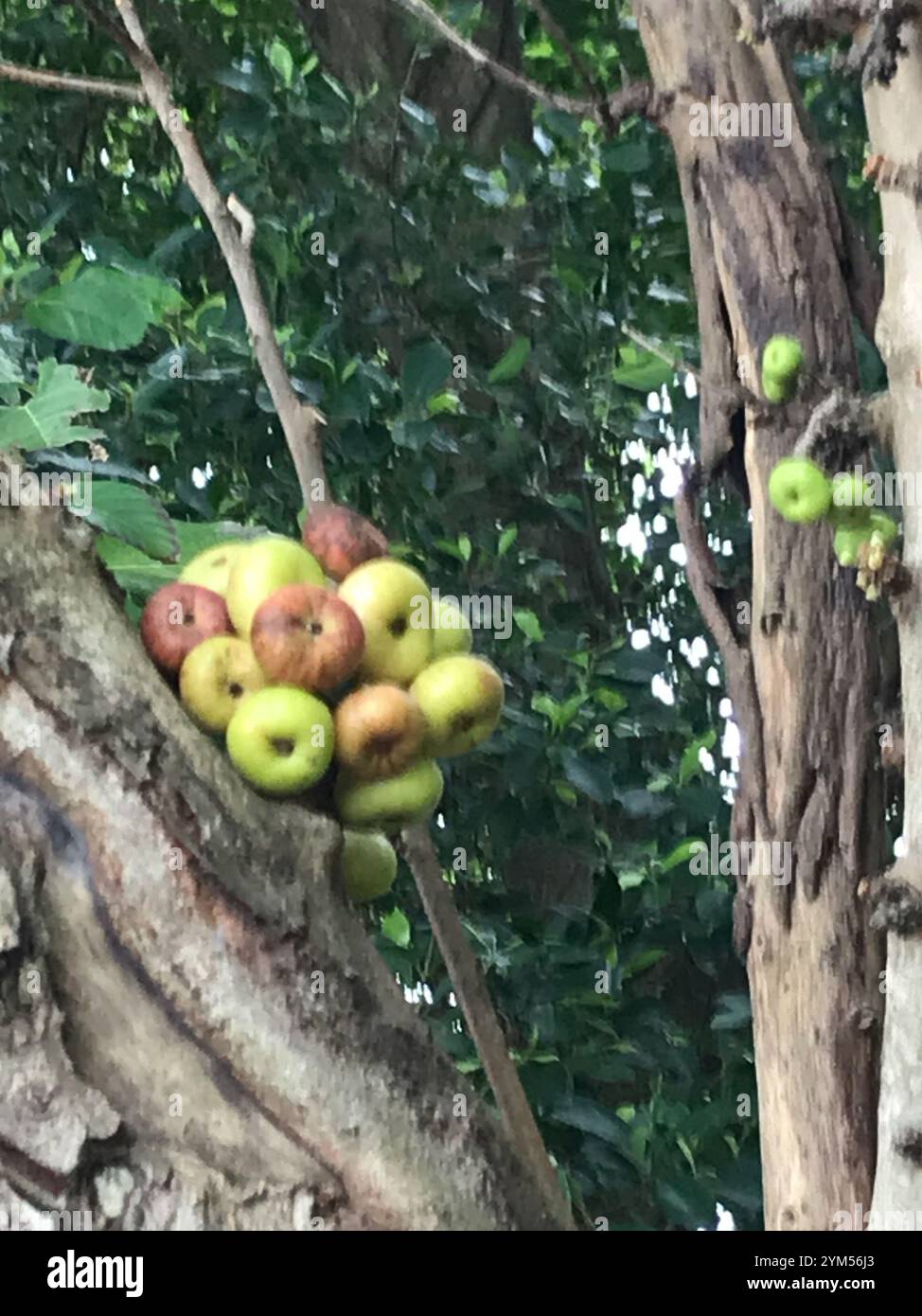 Cluster Fig (Ficus racemosa Stock Photo - Alamy