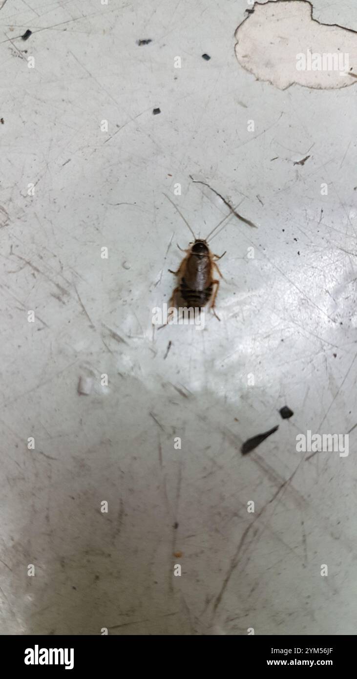 Forest Cockroach (Ectobius sylvestris Stock Photo - Alamy