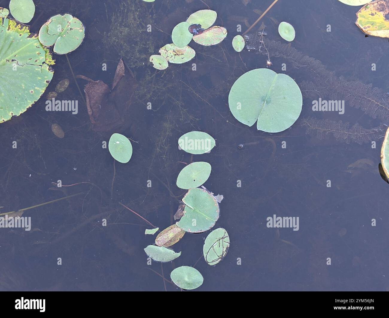 Watershield (Brasenia schreberi Stock Photo - Alamy