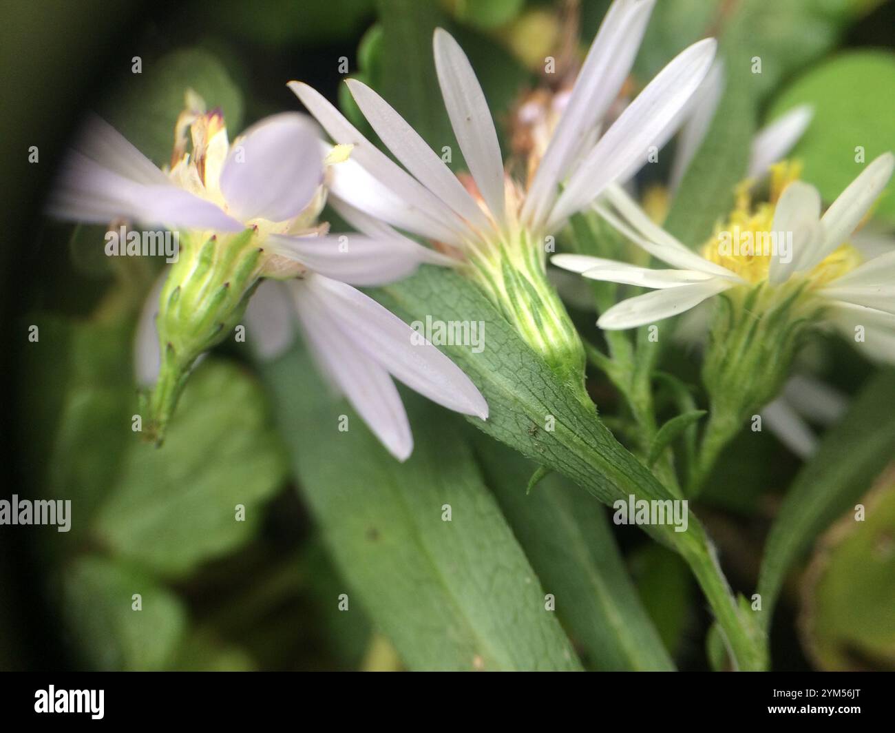 common panicled aster (Symphyotrichum lanceolatum lanceolatum Stock ...